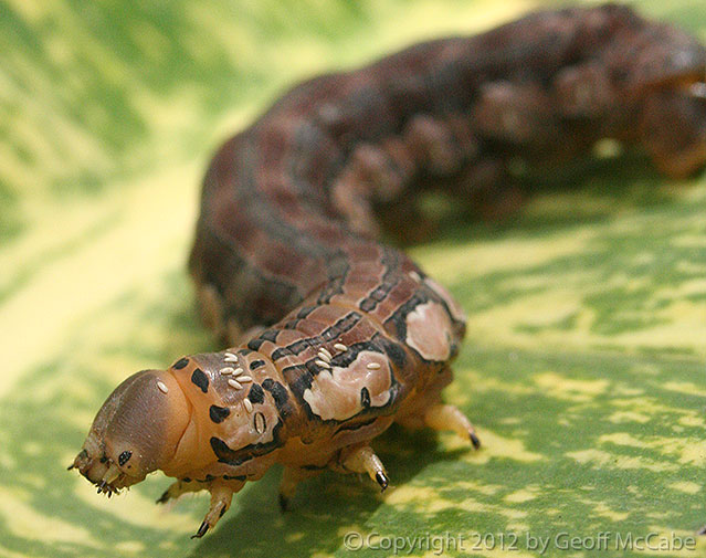 Dangerous Insects In Costa Rica