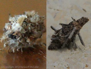 Camouflage Insects – Remarkable Bugs that Hide in Plain Sight ...