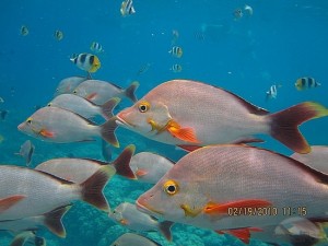 Snappers (Pargo) - Montezuma Costa Rica
