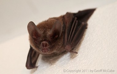 Bats - Montezuma Costa Rica